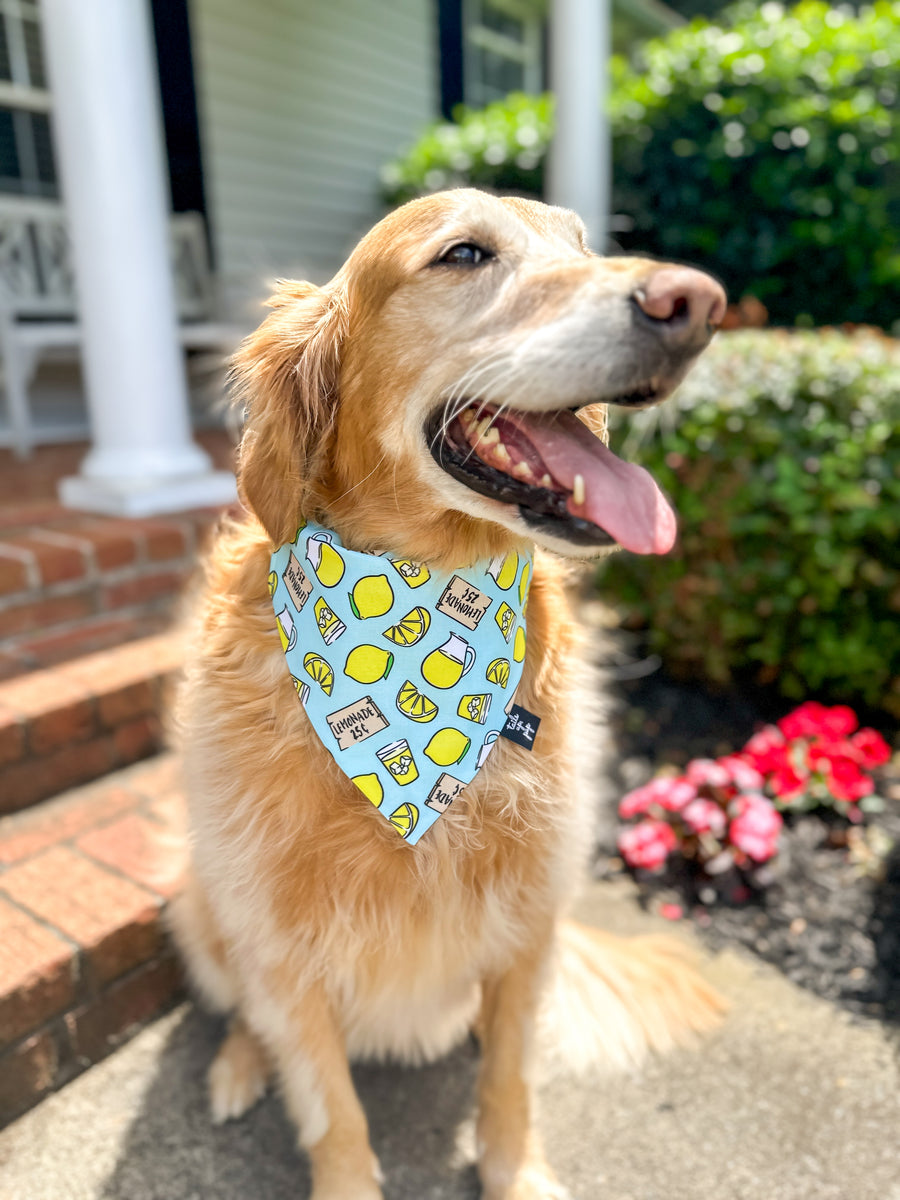 Fresh Lemonade Dog Bandana – Tails Up, Pup