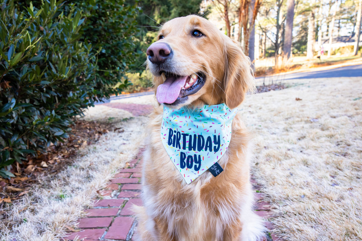 Birthday Sprinkle Dog Bandana – Tails Up, Pup