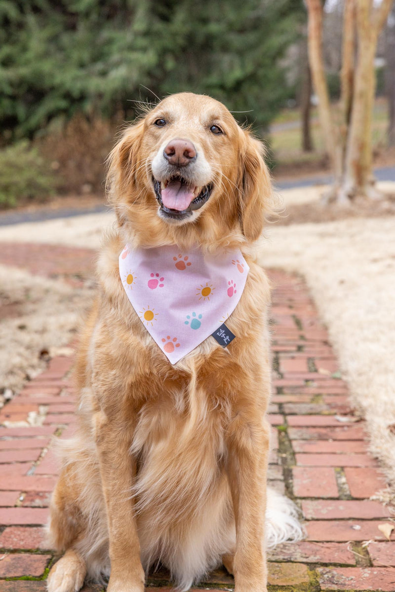 Sunny Paws Dog Bandana TUP x Callie Danielle – Tails Up, Pup